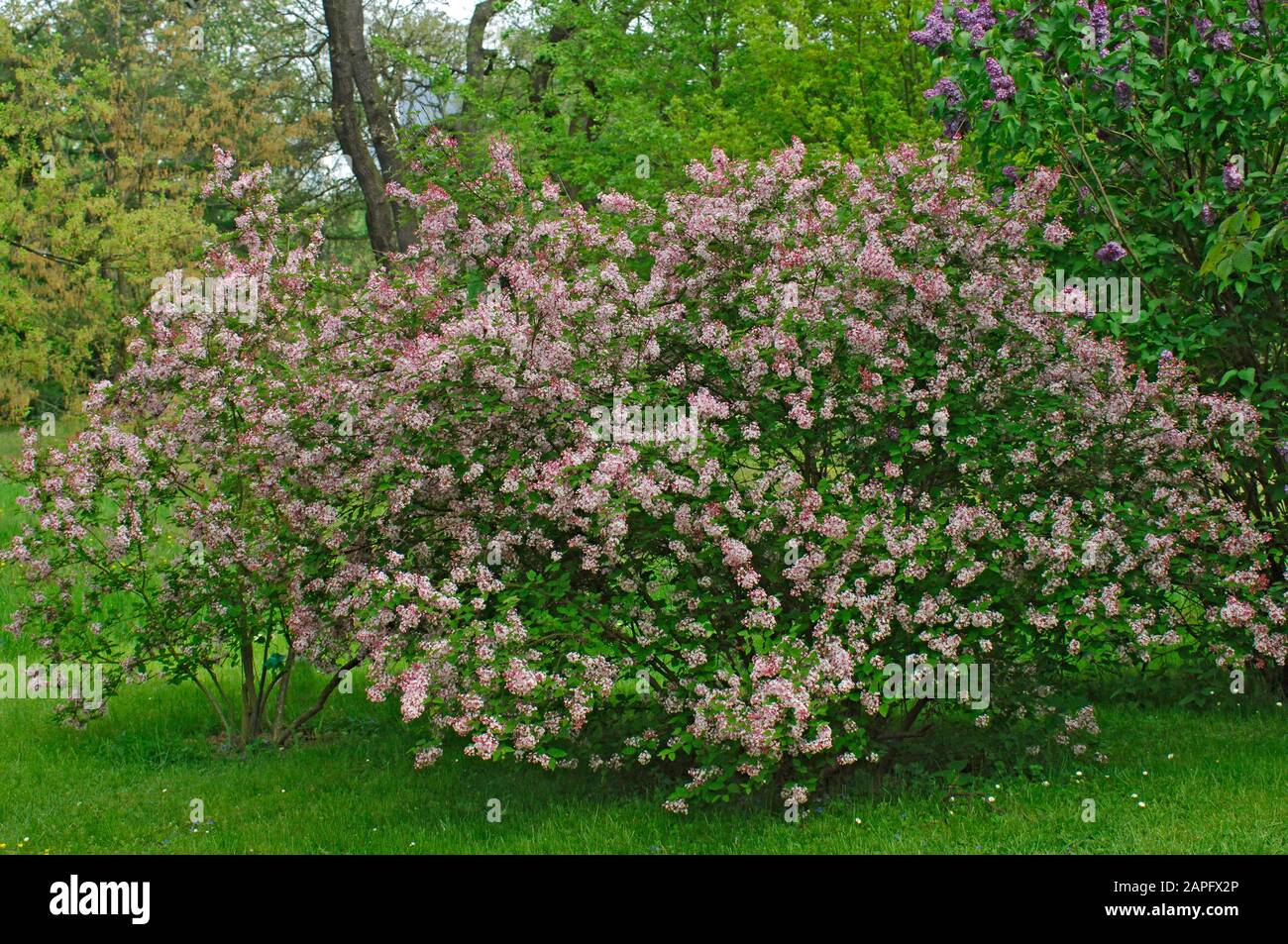 Littleleaf Lilac (Syringa microphylla) 'Meyeri' Stock Photo - Alamy