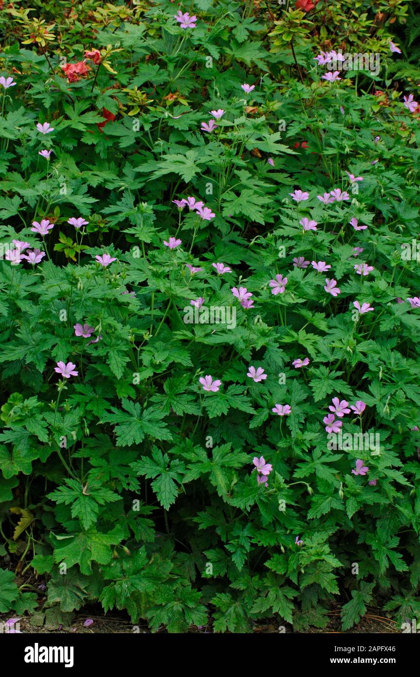 Endres cranesbill (Geranium endressii) in bloom Stock Photo - Alamy