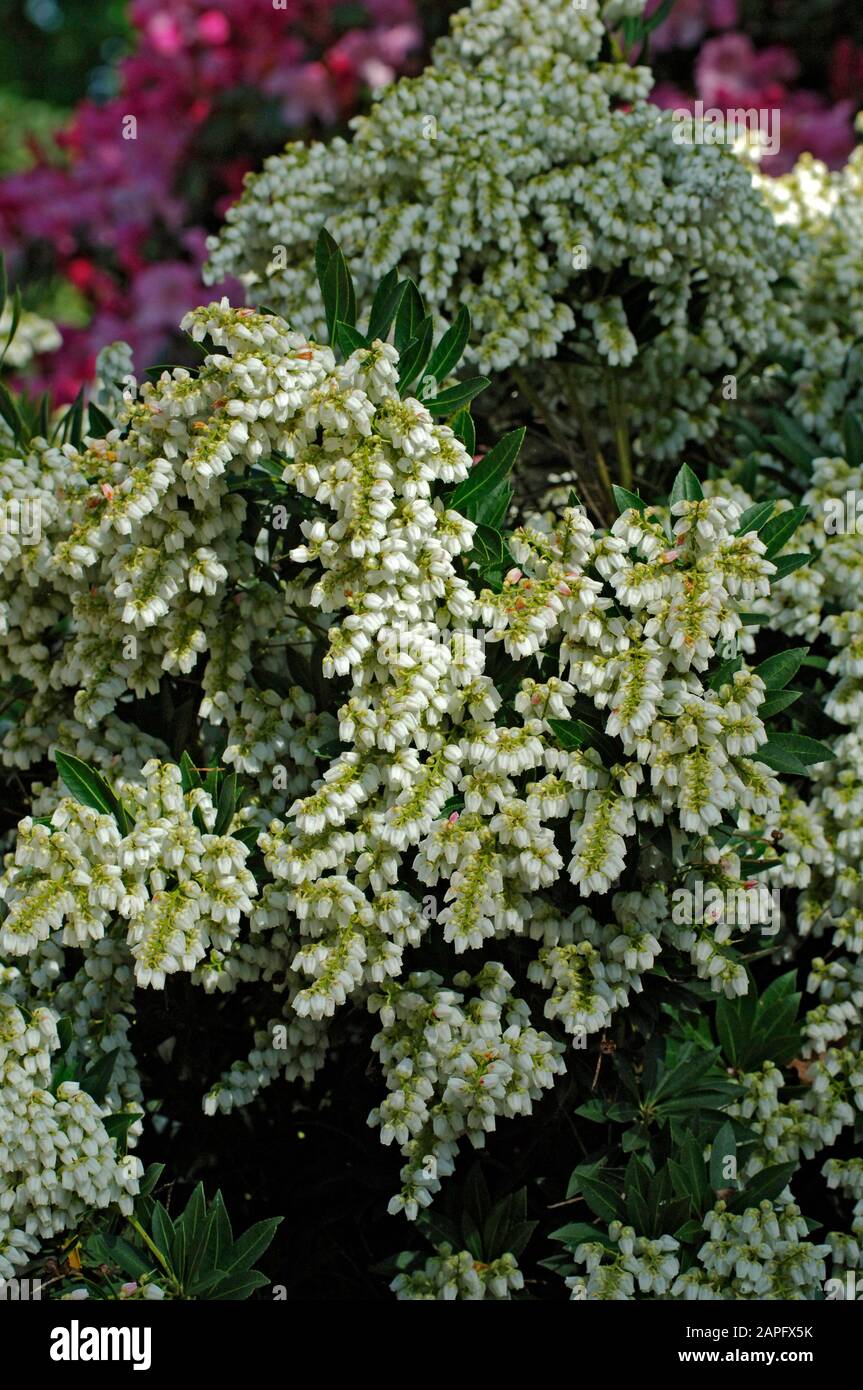 Japanese pieris (Pieris japonica) 'Cupido' Stock Photo - Alamy