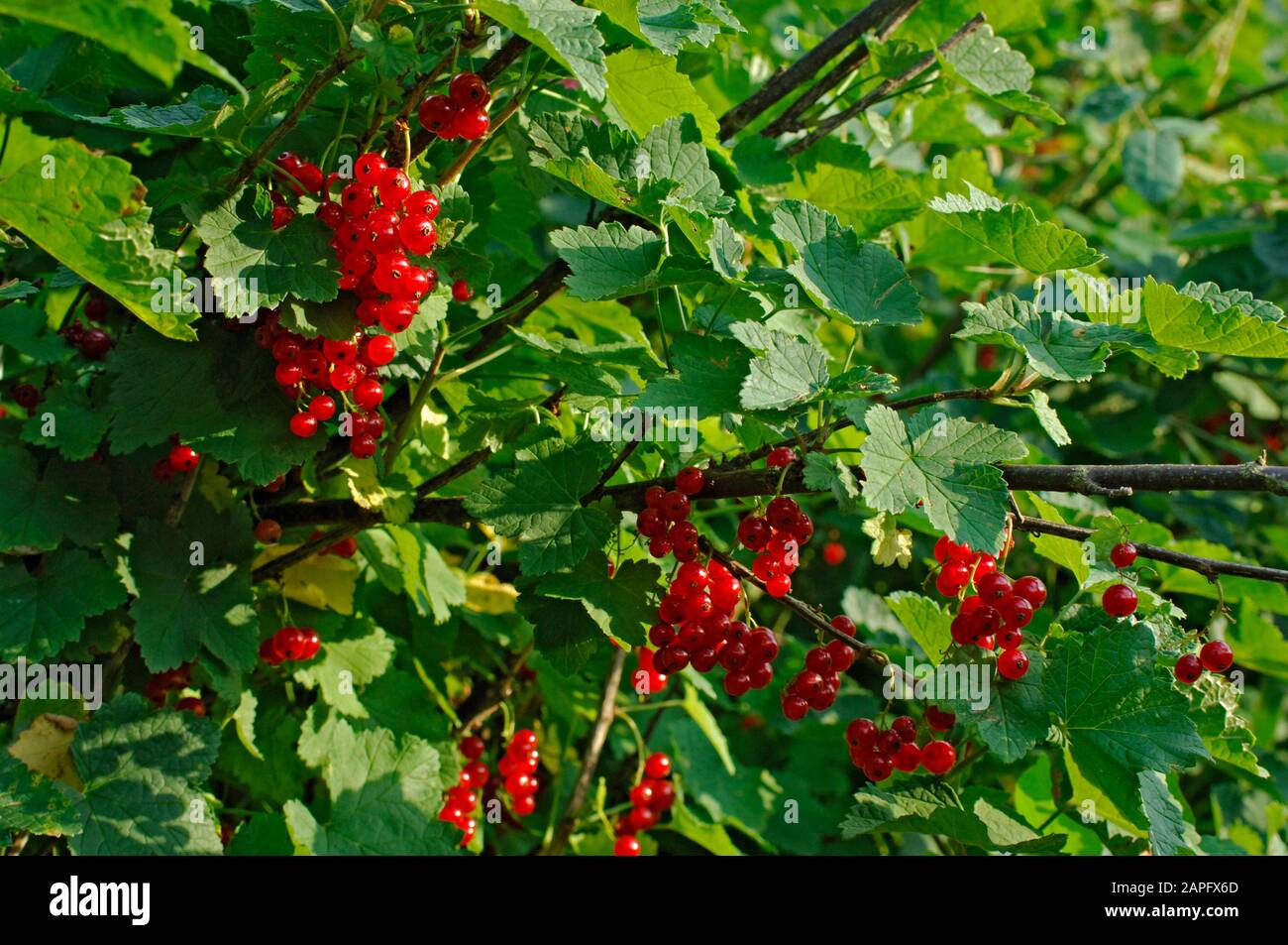 Cultivated currant (Ribes rubrum) fruits Stock Photo - Alamy