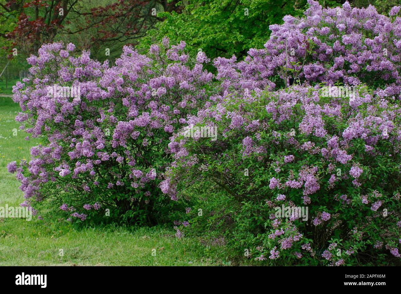 Reflexa hi-res stock photography and images - Alamy