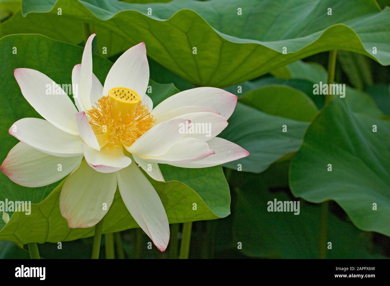Sacred lotus (Nelumbo nucifera) 'Mrs Perry D.Slocum', flower Stock ...