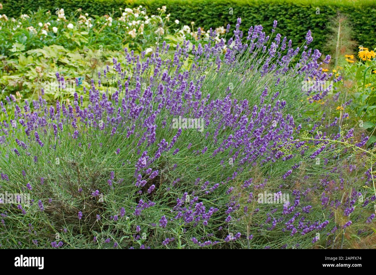 Lavender officinalis hi-res stock photography and images - Alamy