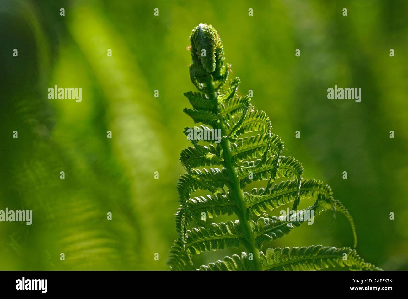 American ostrich fern (Matteuccia pensylvanica) 'Raymond' Stock Photo ...