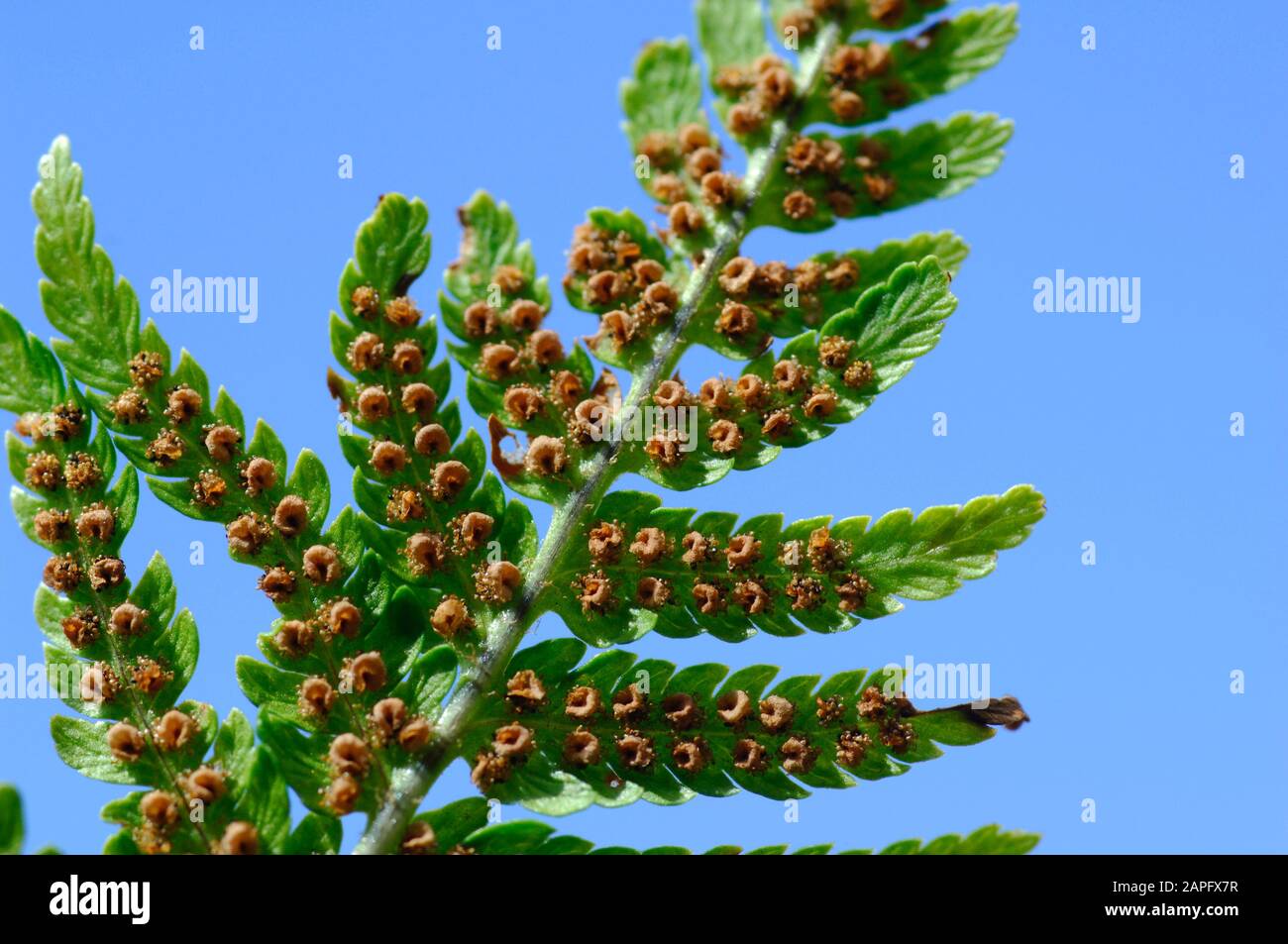 Pteridophyta hi-res stock photography and images - Alamy