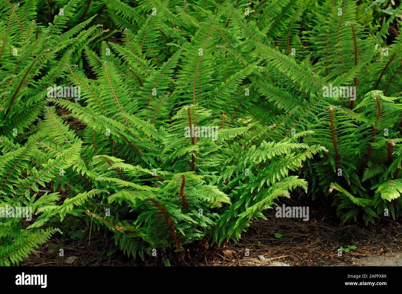 Soft shield fern (Polystichum setiferum Stock Photo - Alamy