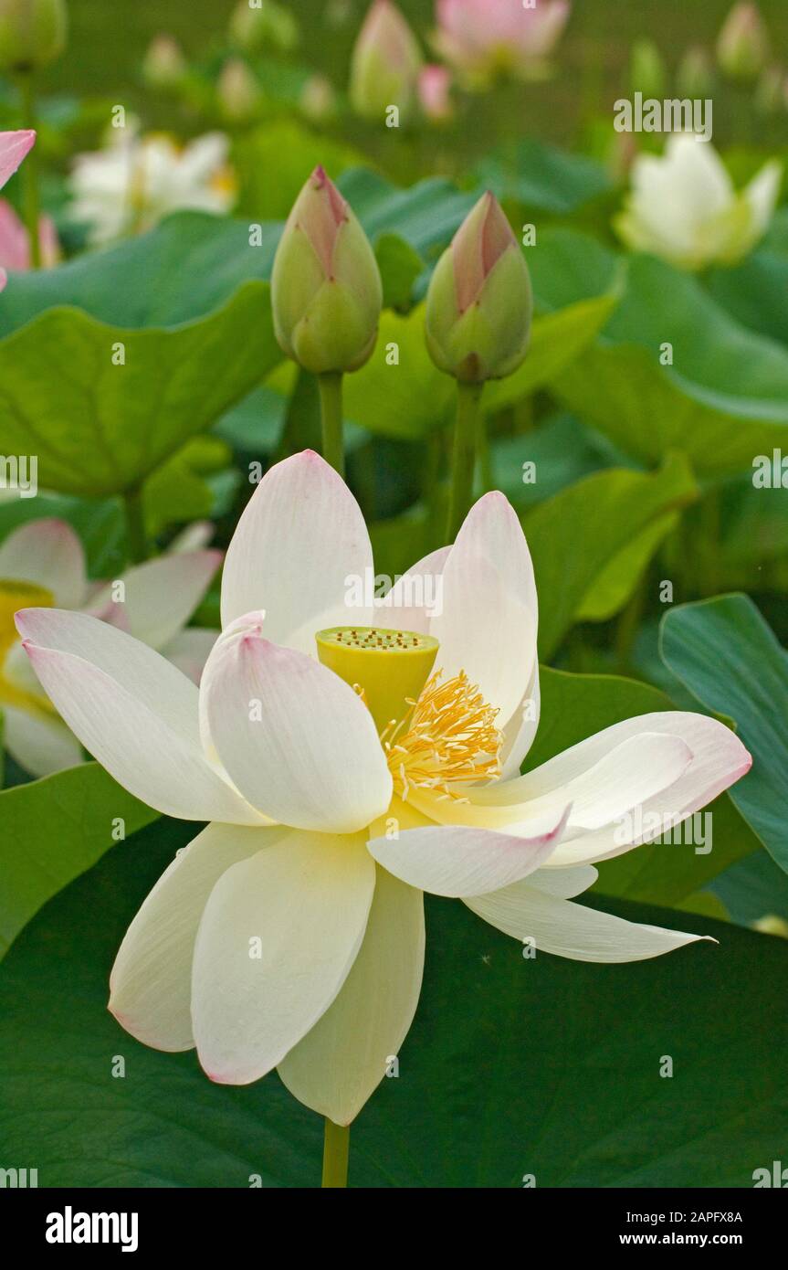 Sacred lotus (Nelumbo nucifera) 'Mrs Perry D.Slocum', flower Stock ...