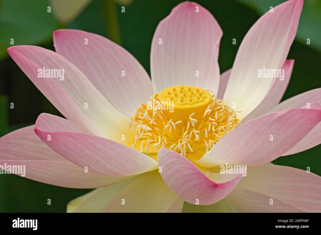 Sacred lotus (Nelumbo nucifera) 'Mrs Perry D.Slocum', flower Stock ...