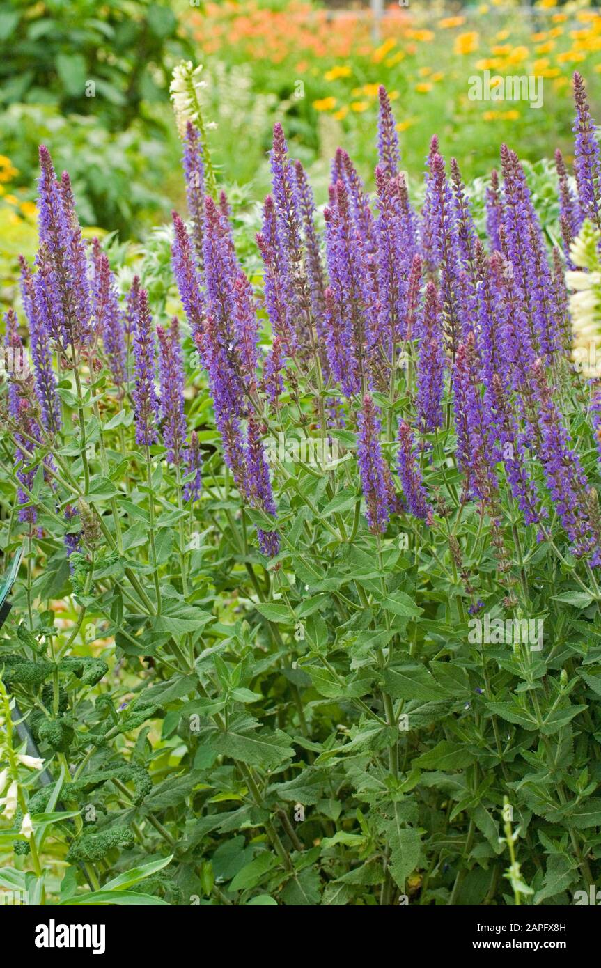 Hybrid Sage (Salvia x superba Stock Photo - Alamy