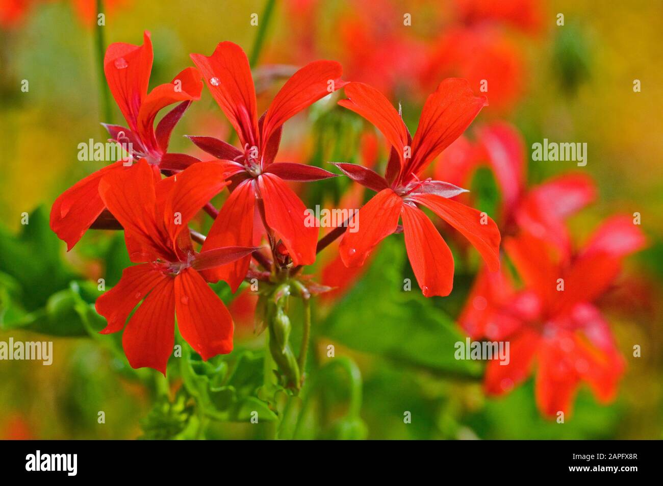 Ivyleaf geranium (Pelargonium peltatum) 'Decora rouge', flowers Stock ...