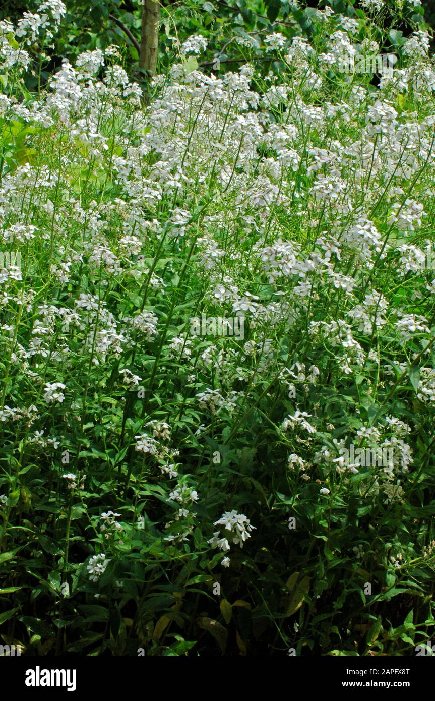 Dame's Rocket seed (Hesperis matronalis) in bloom Stock Photo - Alamy
