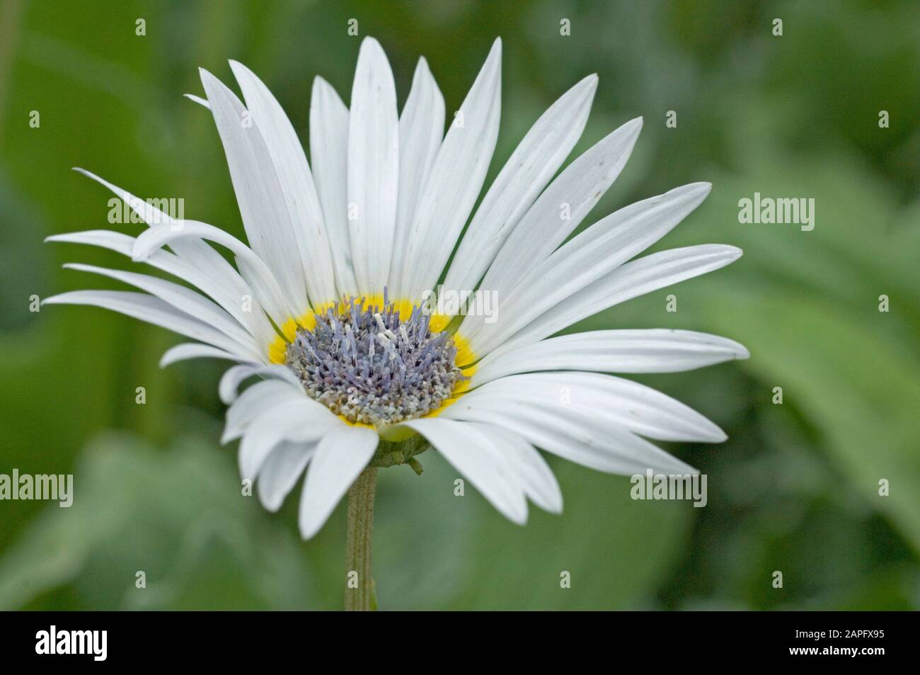 Blue-eyed African Daisy (Arctotis venusta) flower Stock Photo - Alamy