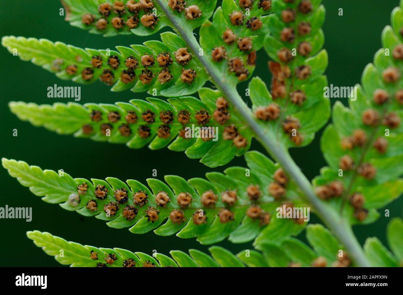 Pteropsida hi-res stock photography and images - Alamy