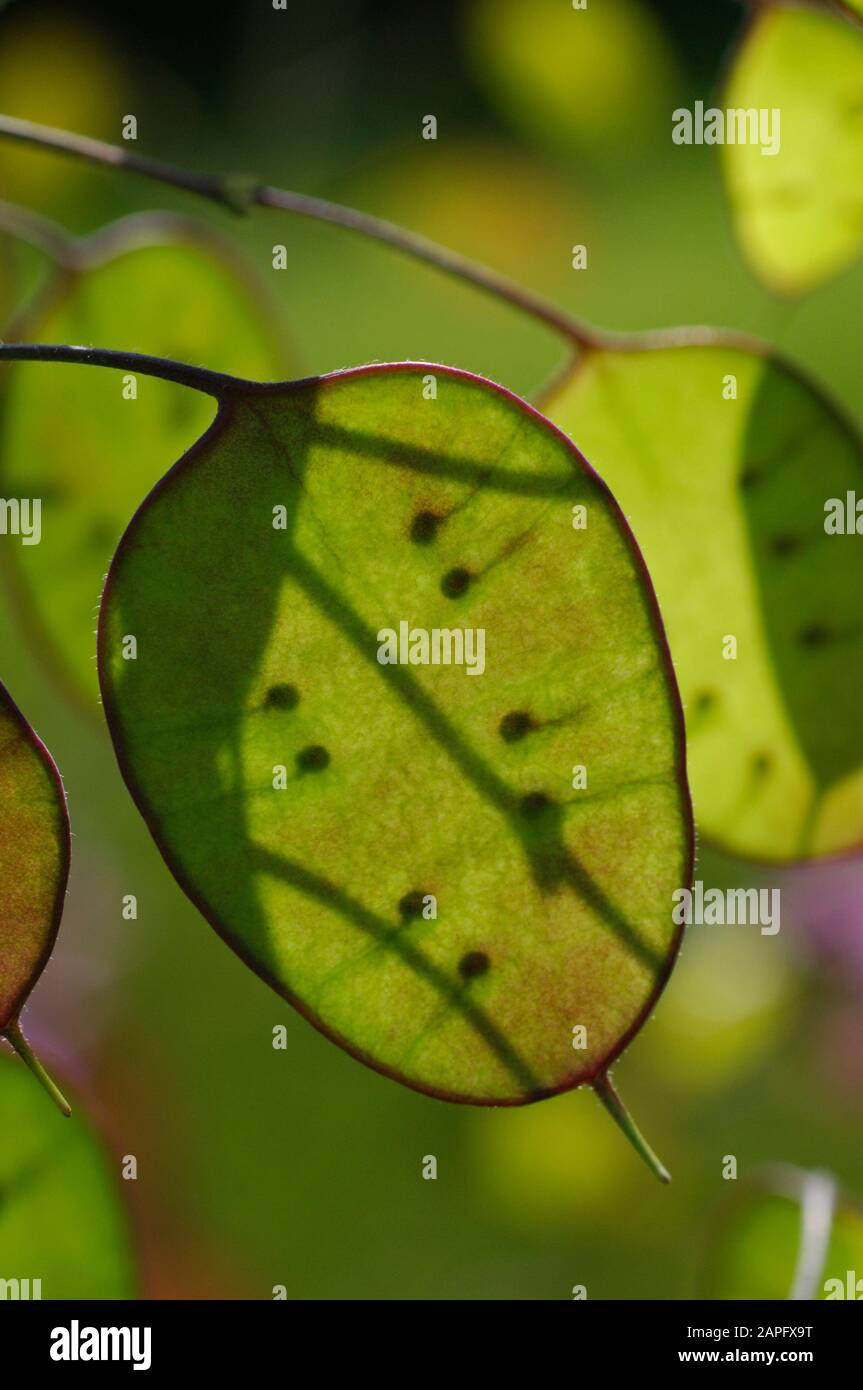 Crops honesty (Lunaria annua biennis) siliques Stock Photo - Alamy