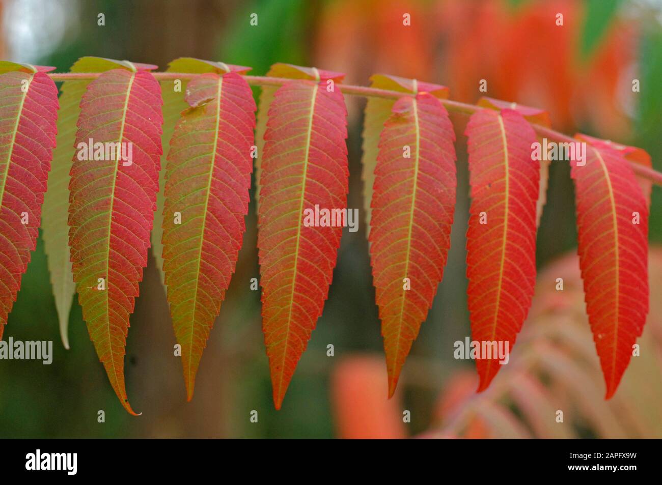 Staghorn sumac (Rhus typhina) foliage Stock Photo - Alamy