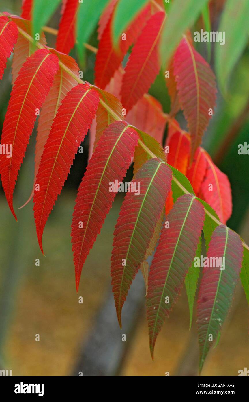 Staghorn sumac (Rhus typhina) foliage Stock Photo - Alamy