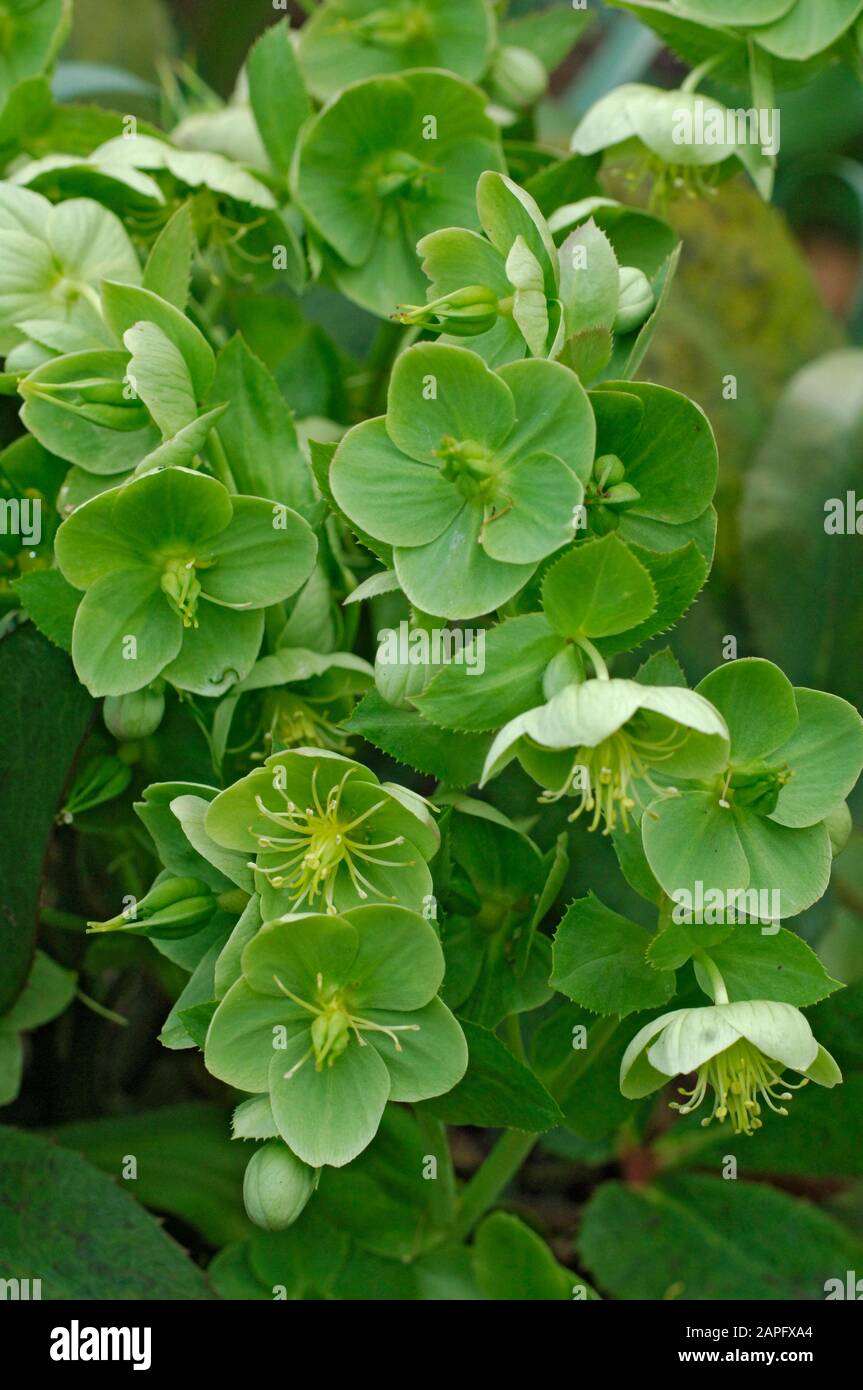 Stern's hybrid hellebore (Helleborus x sternii) in bloom Stock Photo ...