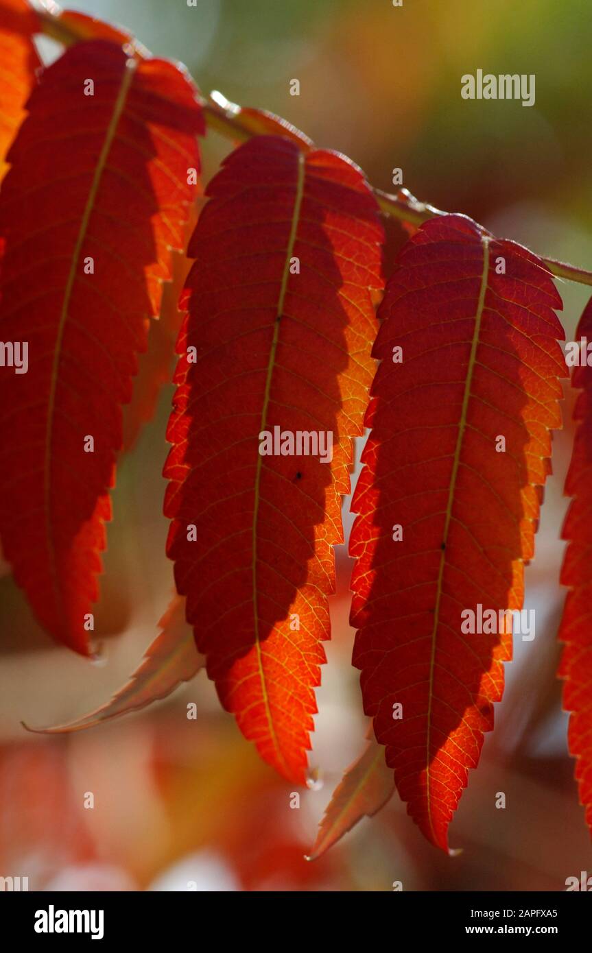 Staghorn sumac (Rhus typhina) foliage Stock Photo - Alamy