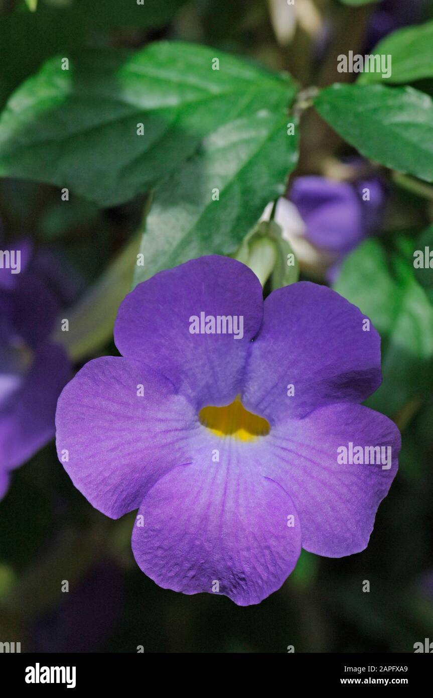 King's Mantle (Thunbergia erecta) flower Stock Photo - Alamy