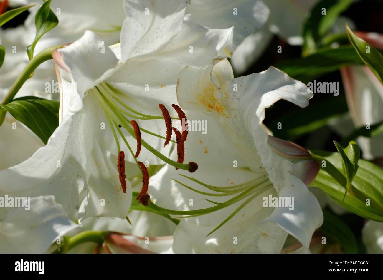 Lily (Lilium sp) flowers Stock Photo - Alamy