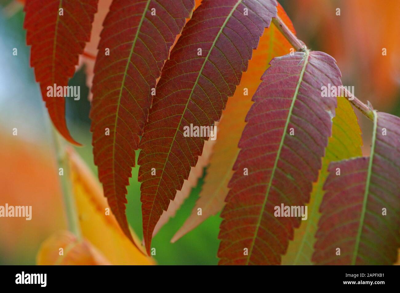 Staghorn sumac (Rhus typhina) foliage Stock Photo - Alamy