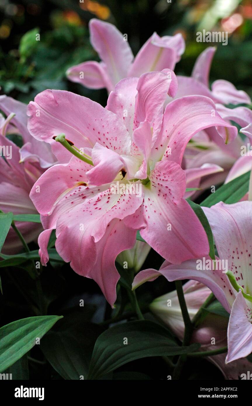 Lilium sp hi-res stock photography and images - Alamy