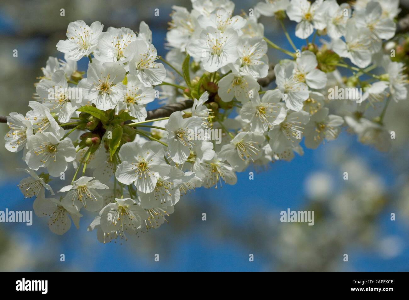Prunus (Prunus sp) in bloom Stock Photo - Alamy