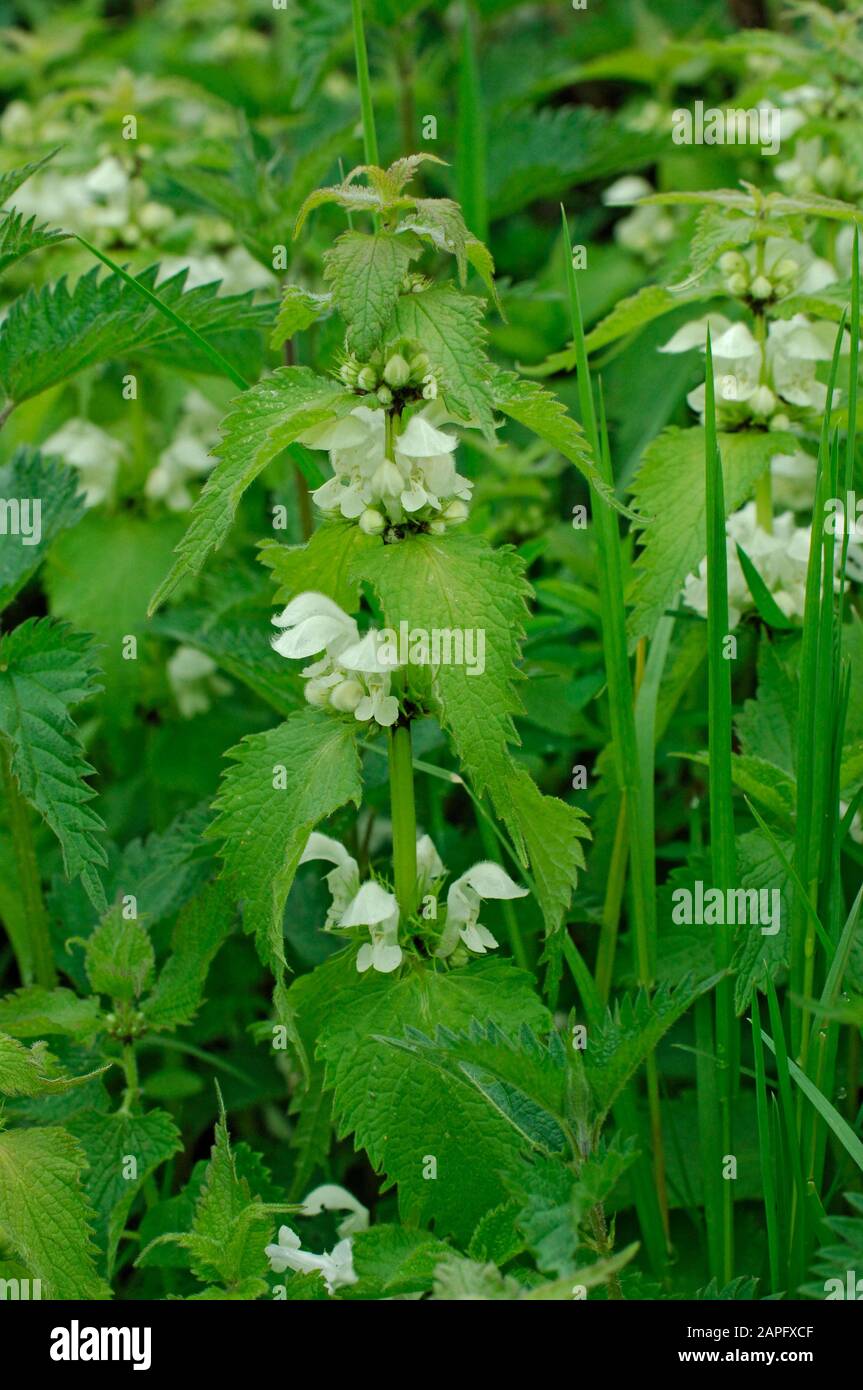 Spotted henbit (Lamium maculatum) in bloom Stock Photo - Alamy