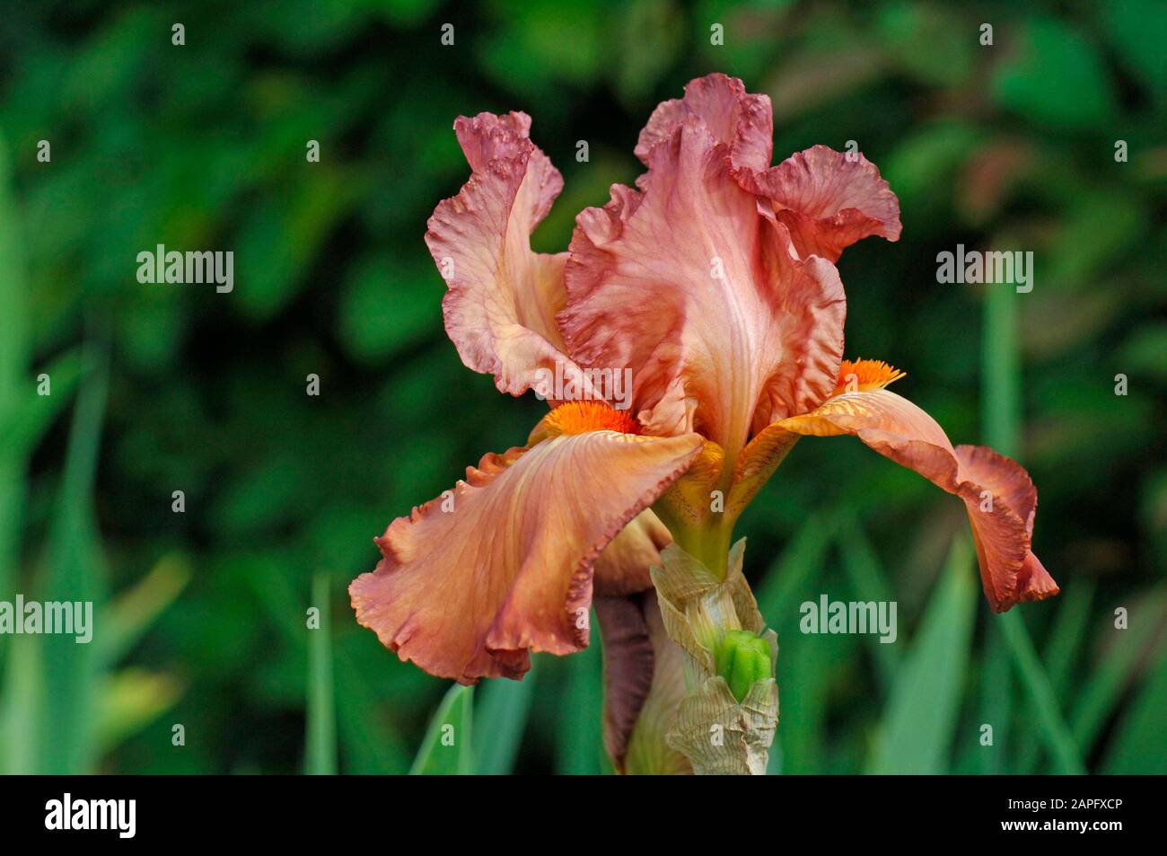 Horticultural Iris (Iris x germanica) flower Stock Photo - Alamy