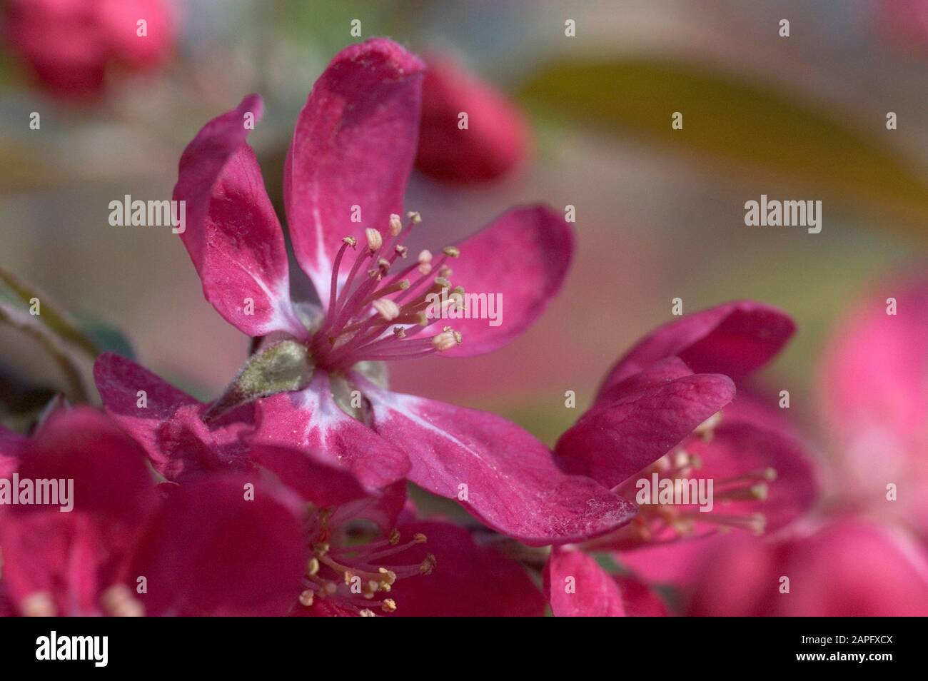Apple Tree (Malus pumila) 'Lemoinei' flowers Stock Photo - Alamy