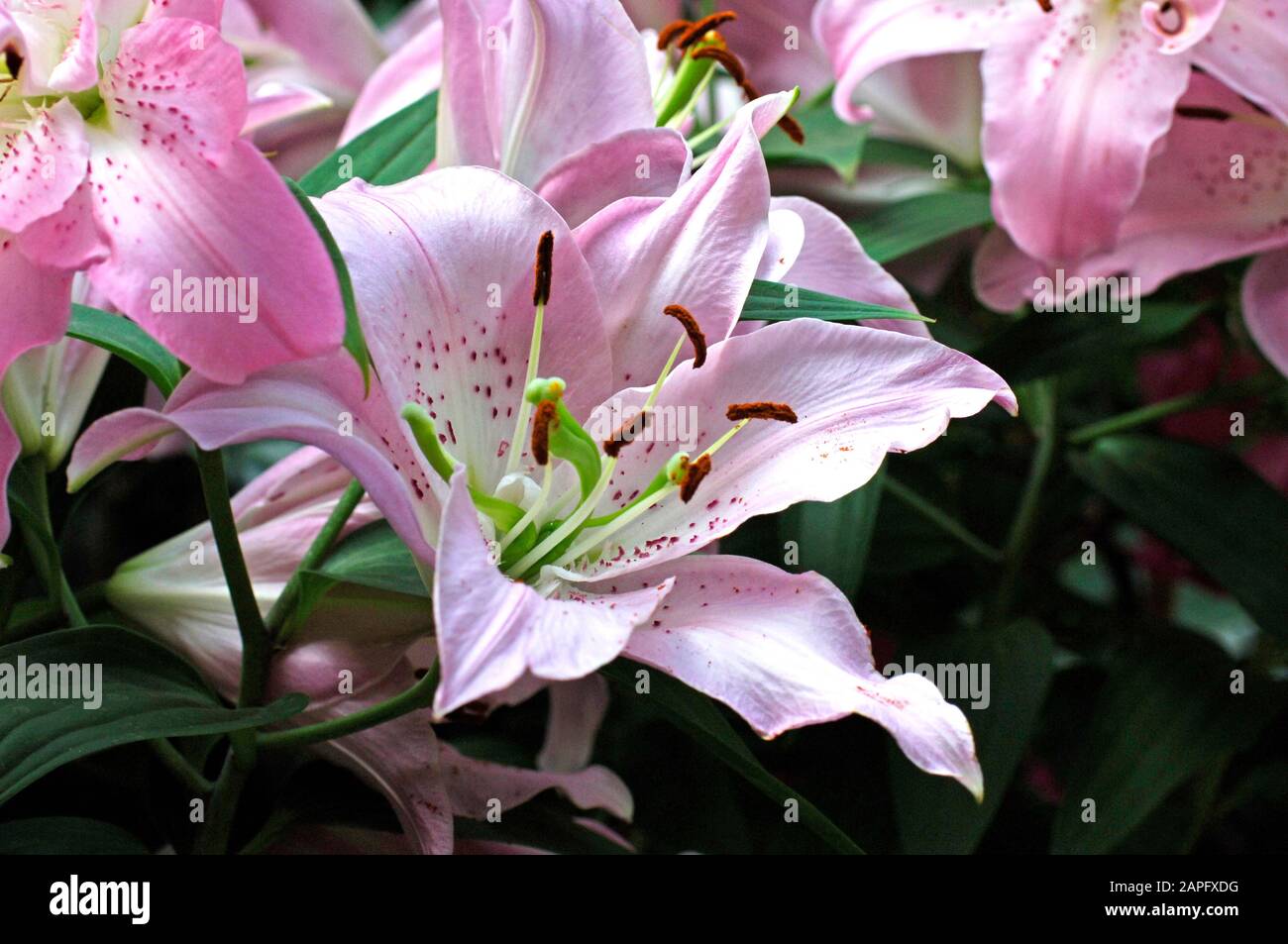 Lily (Lilium sp) flowers Stock Photo - Alamy