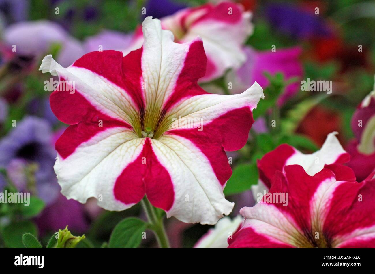 Petunia (Petunia sp) 'Ultra' in bloom Stock Photo - Alamy