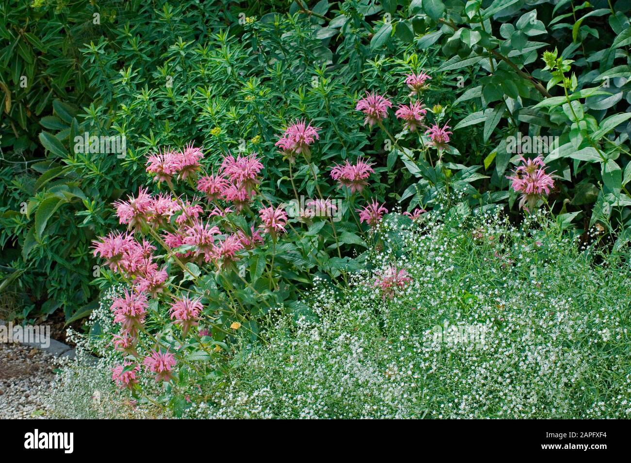 Monarda sp hi-res stock photography and images - Alamy