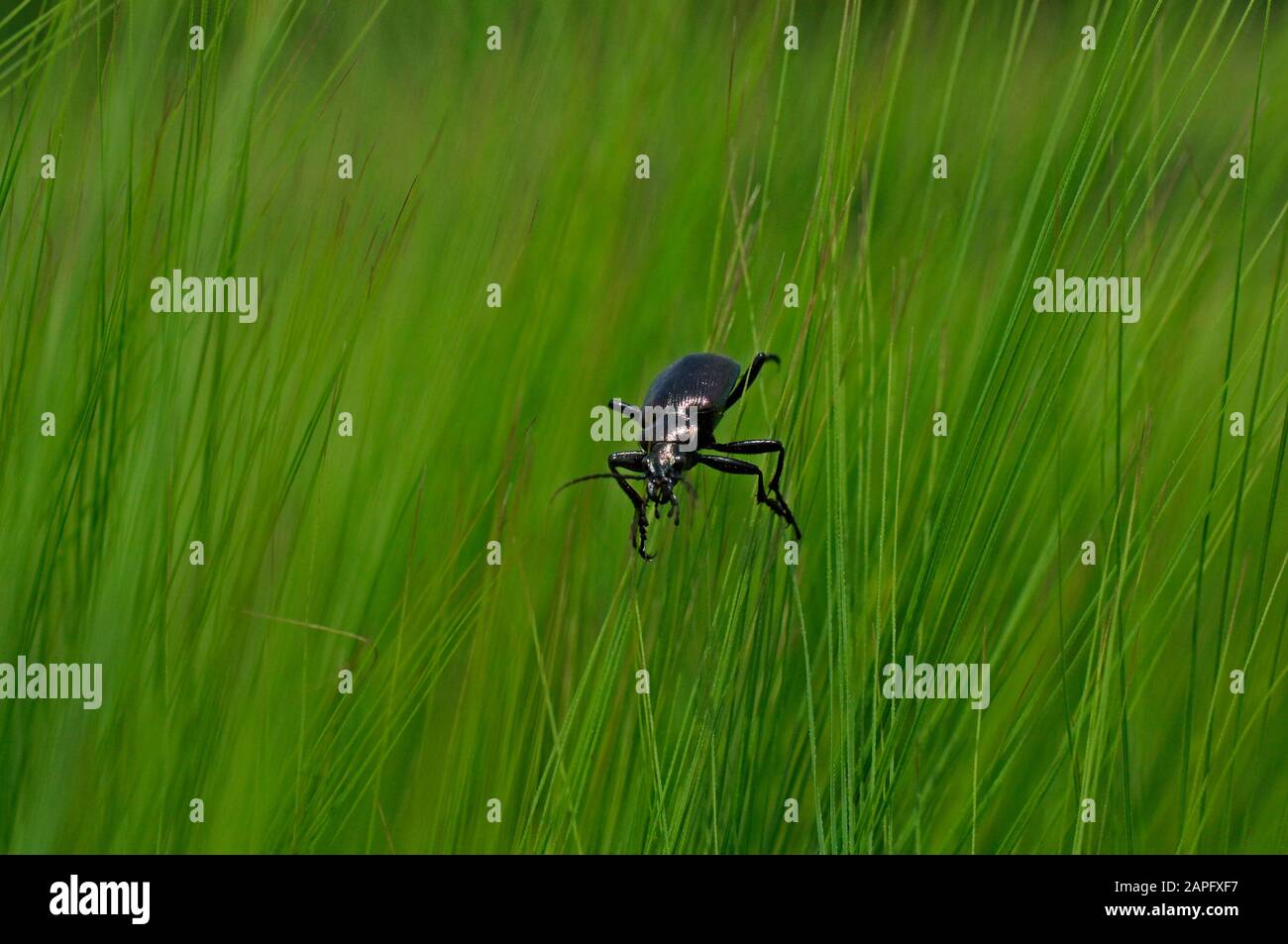 Caterpillar-hunter (Calosoma inquisitor) in grass Stock Photo - Alamy