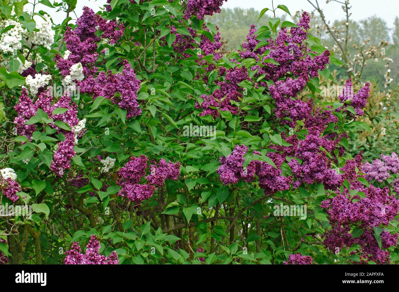 Lilac (Syringa vulgaris) 'Mrs E Harding' in bloom Stock Photo - Alamy