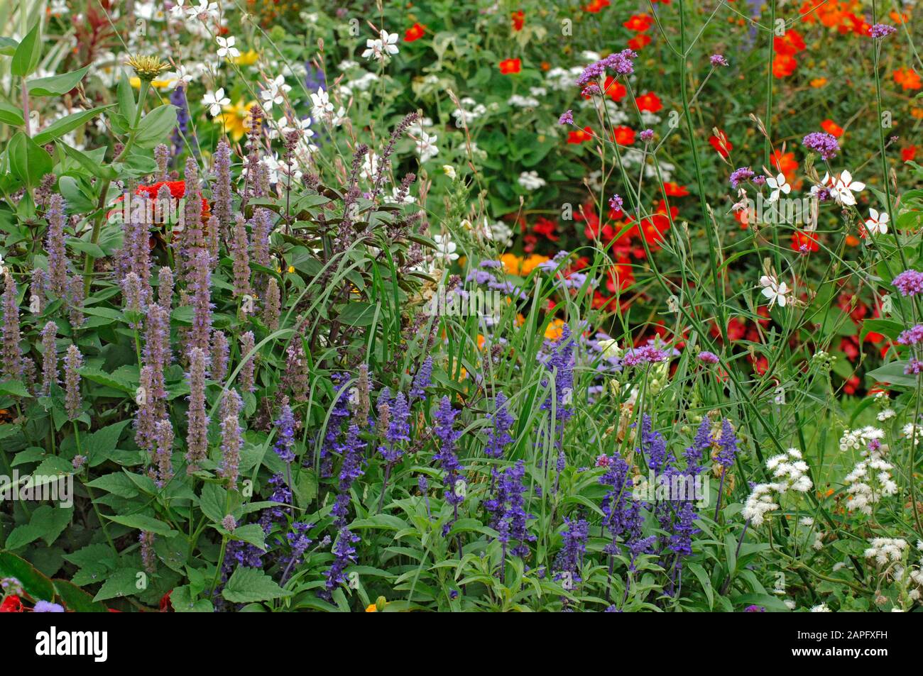 Summer flower bed : Agerate (Ageratum sp), Agastache (Agastache ...
