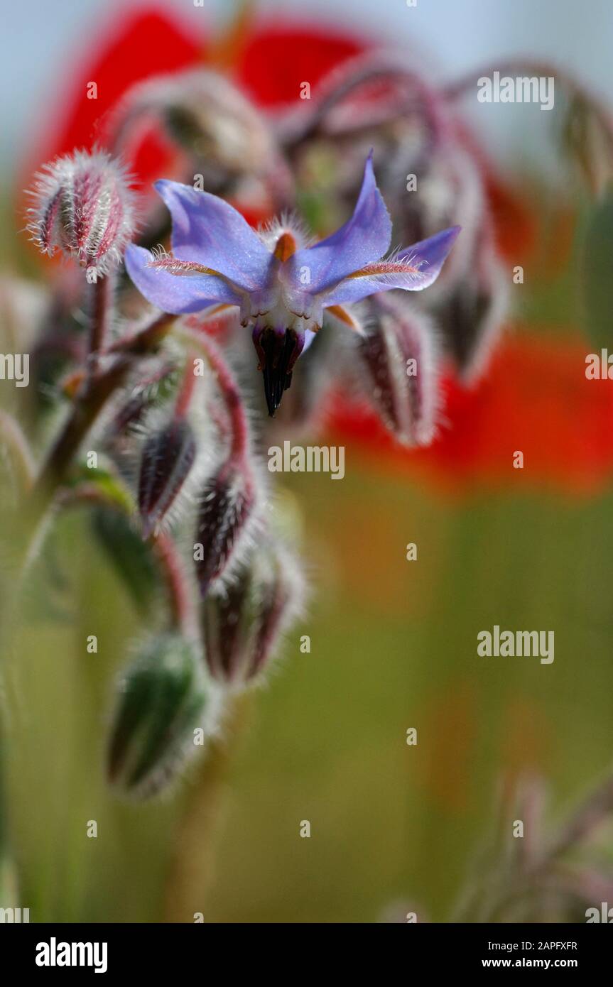 Common borage (Borago officinalis), flower Stock Photo - Alamy