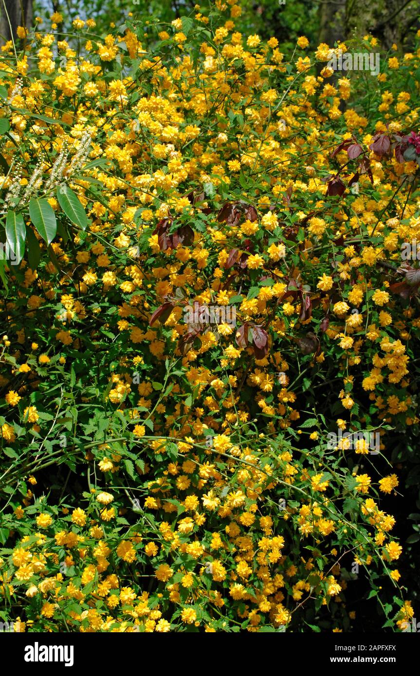 Japanese rose (Kerria japonica) 'Pleniflora' in bloom Stock Photo - Alamy