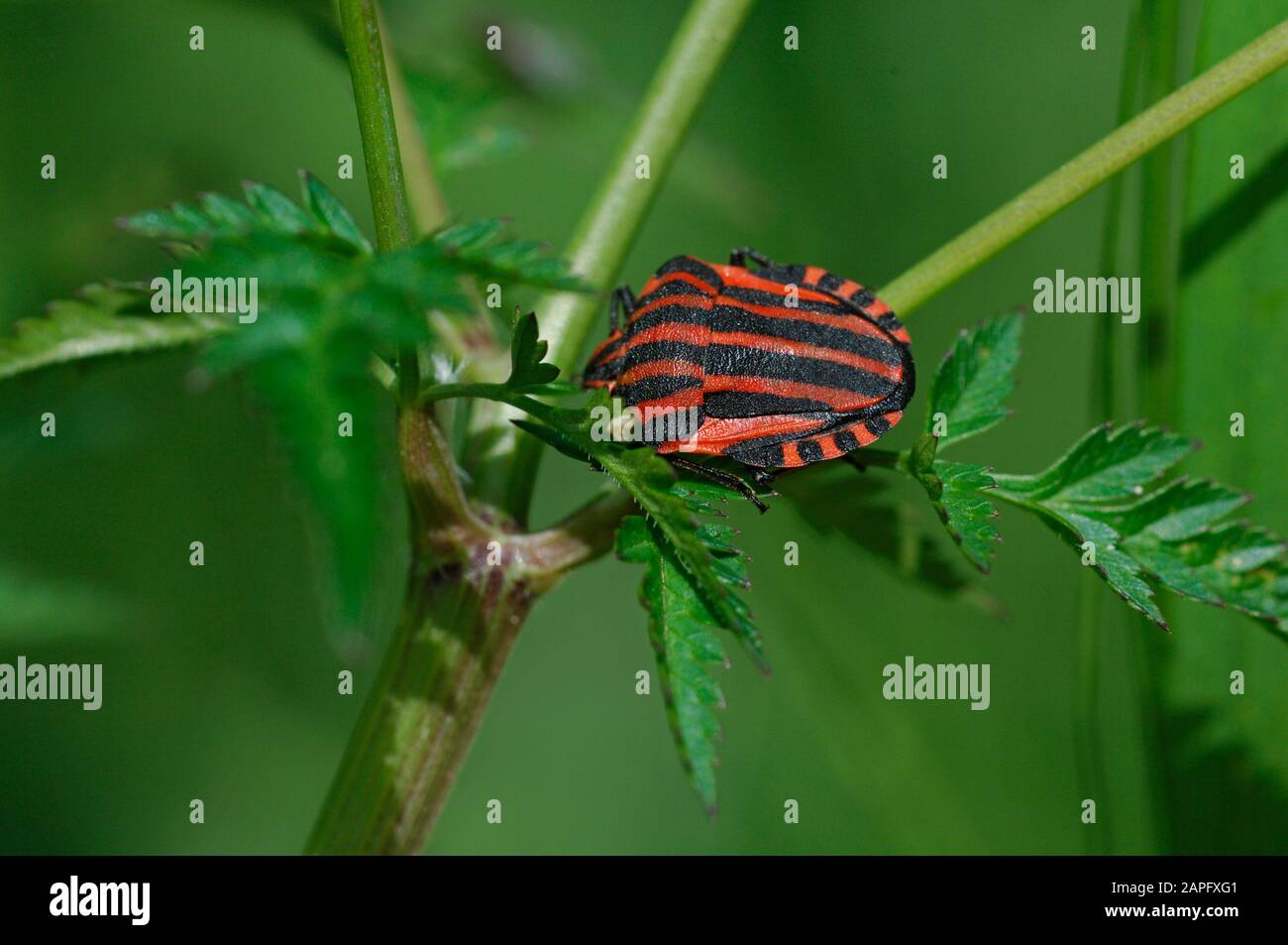 Shield bug imago hi-res stock photography and images - Alamy