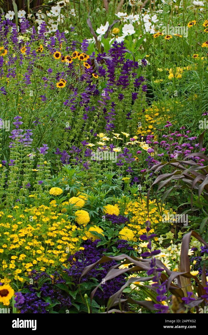 Red topped sage salvia viridis hi-res stock photography and images - Alamy