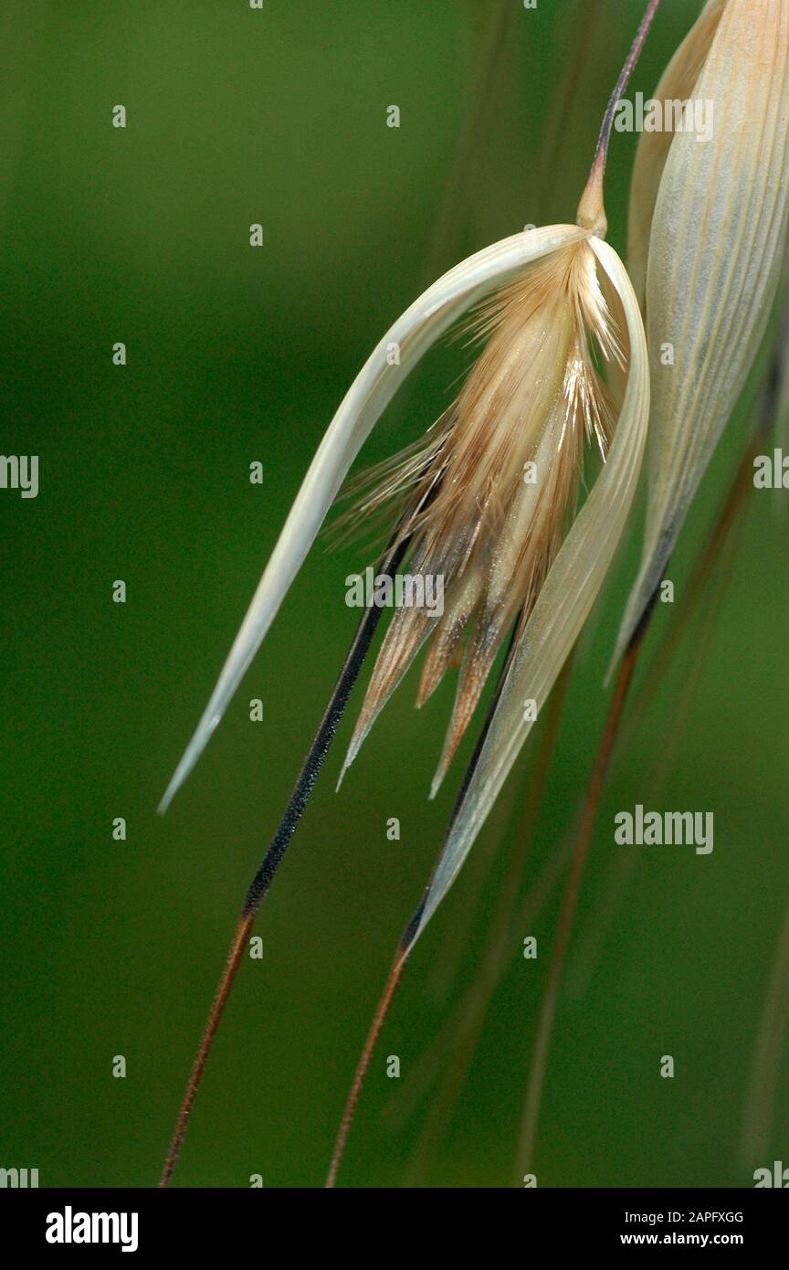 Avena sp hi-res stock photography and images - Alamy