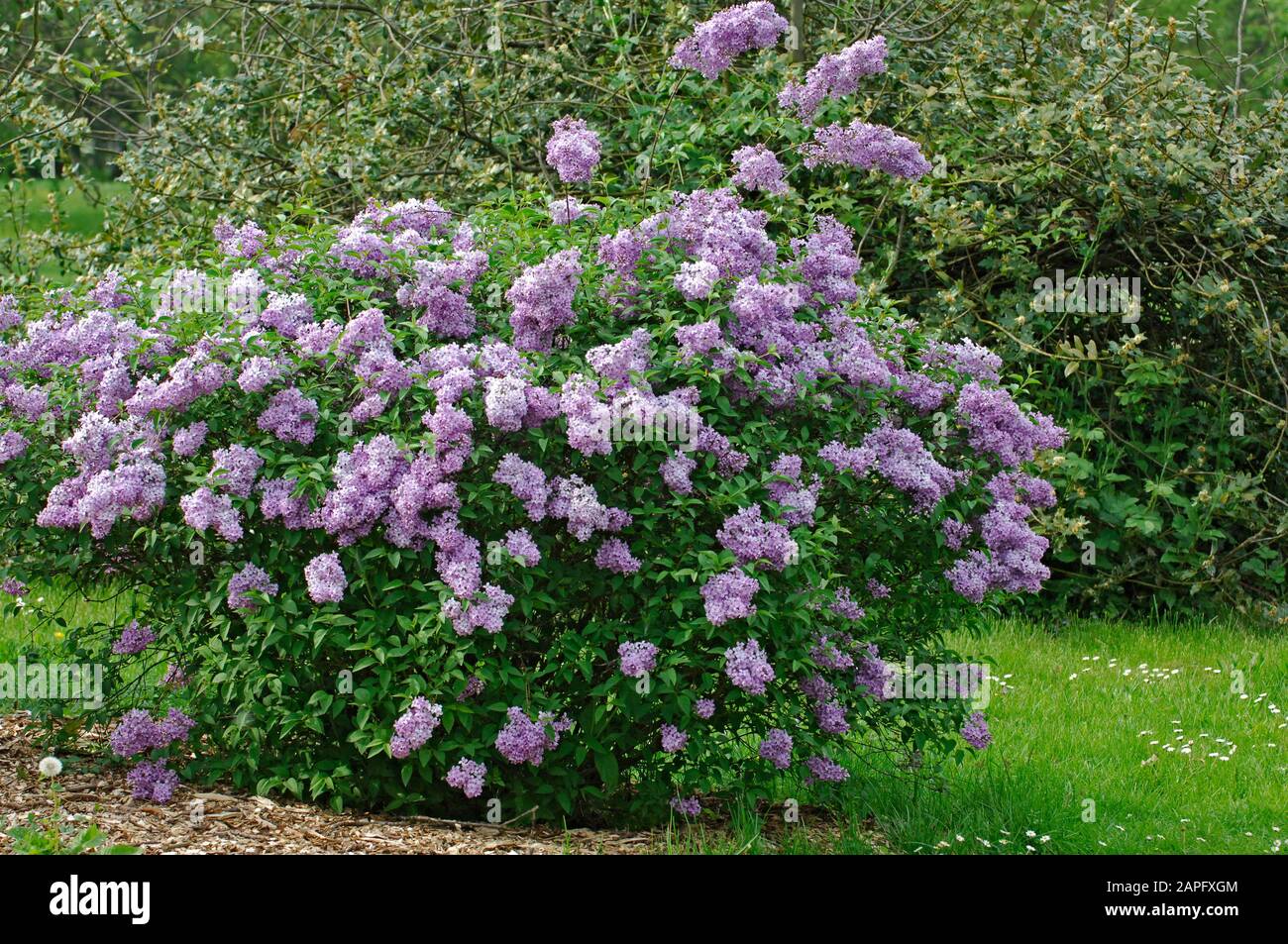 Lilac (Syringa x chinensis) 'Saugeana' in bloom Stock Photo - Alamy