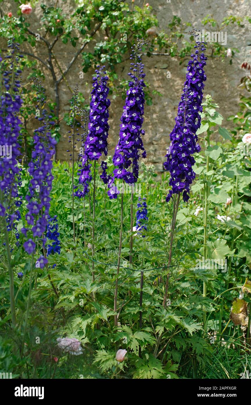 Delphinium sp hi-res stock photography and images - Alamy