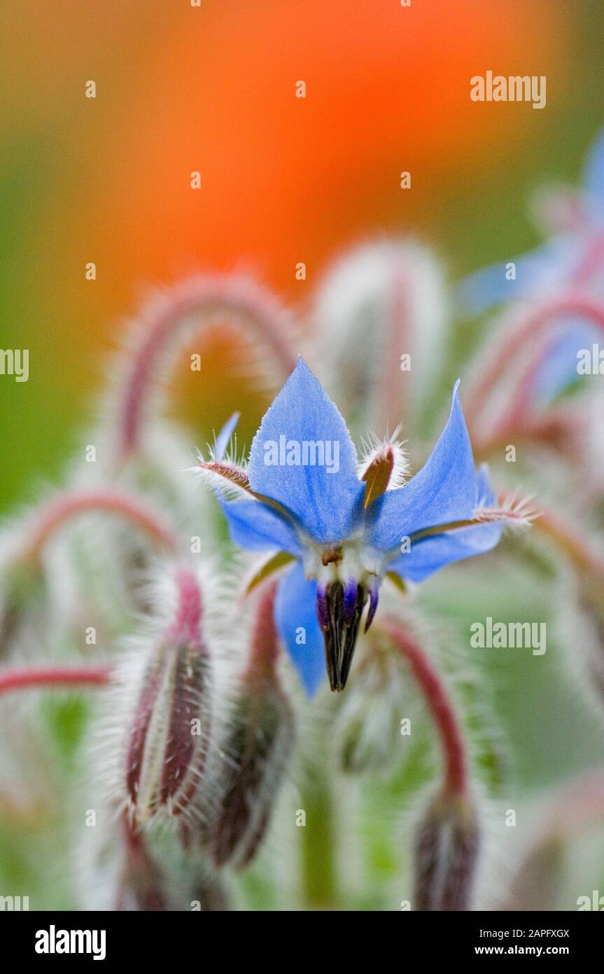 Common borage (Borago officinalis), flower Stock Photo - Alamy