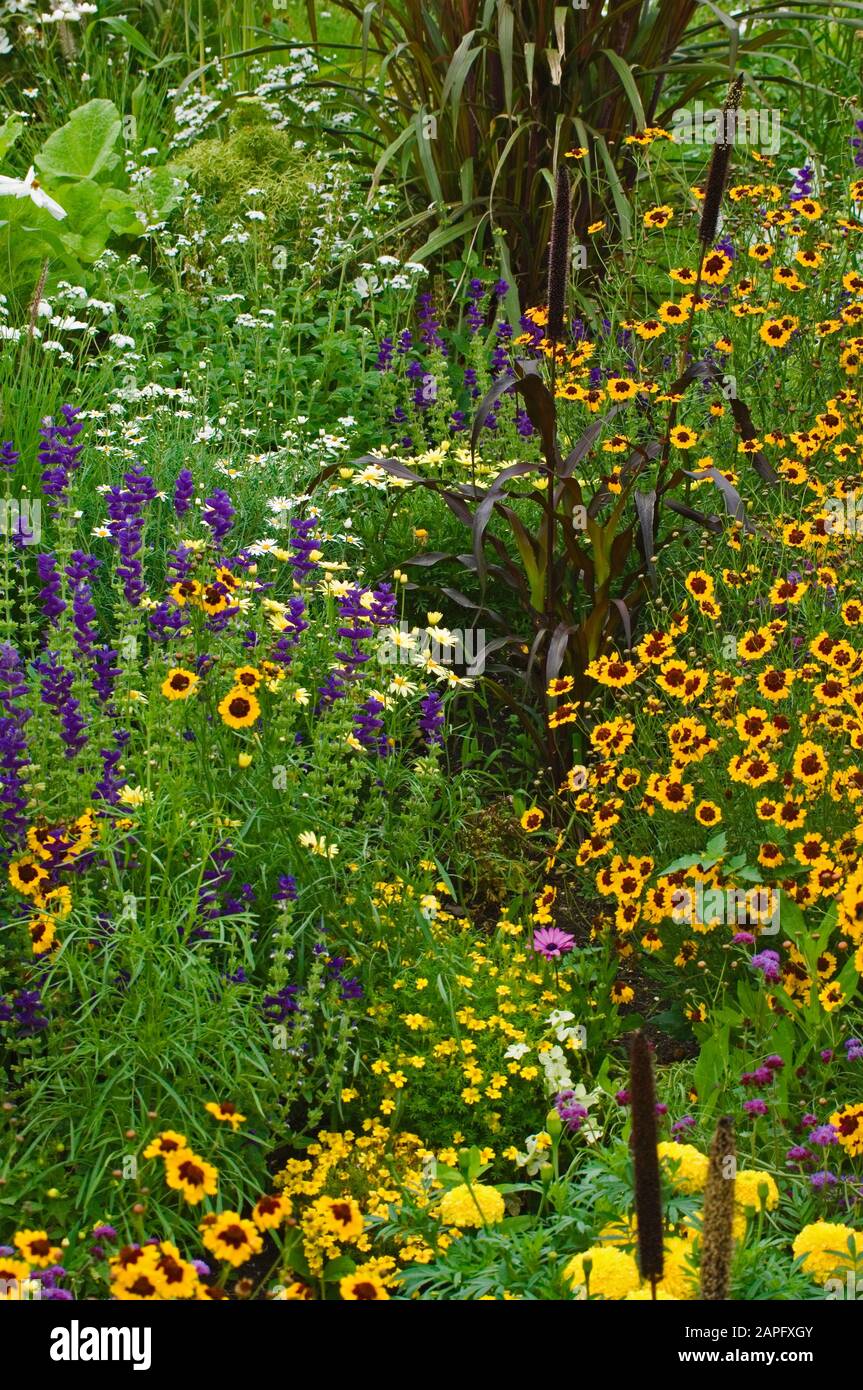Summer flower bed : Pearl millet (Pennisetum typhoïdes),Tickseed ...