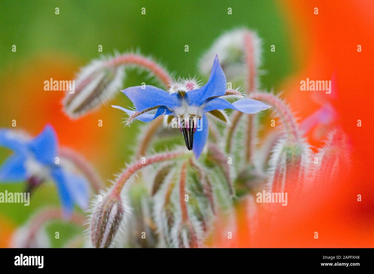 Common borage (Borago officinalis), flower Stock Photo - Alamy