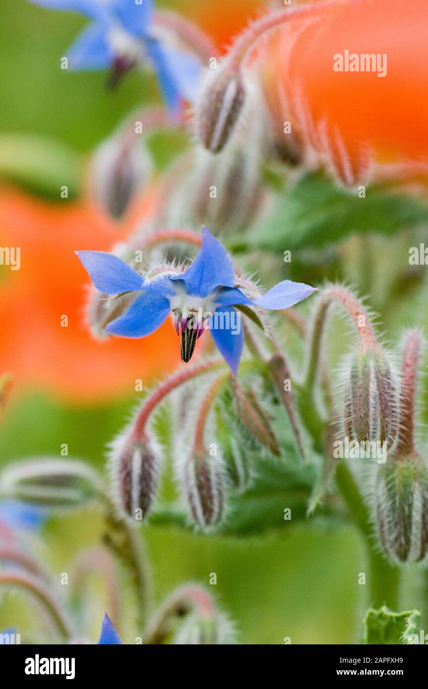 Common borage (Borago officinalis), flower Stock Photo - Alamy