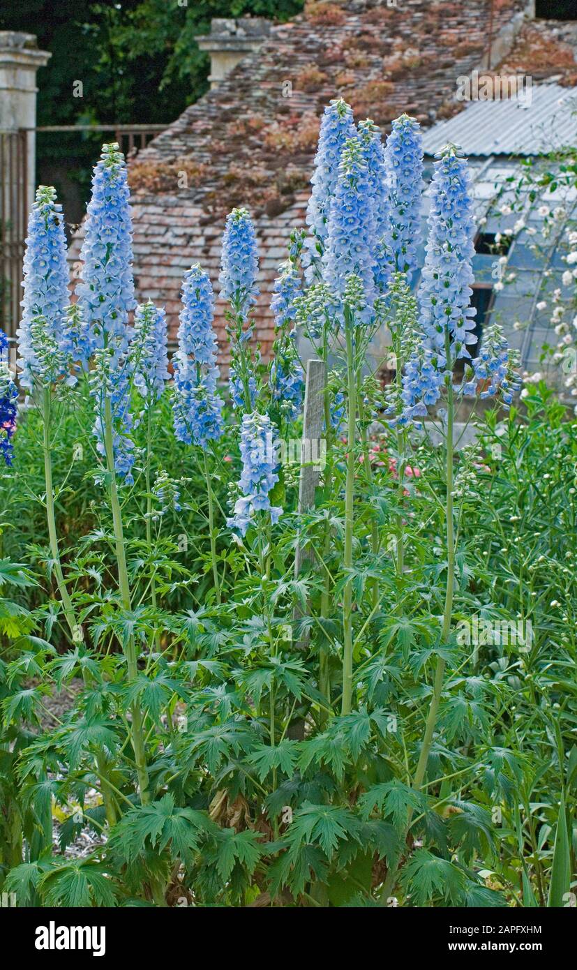 Delphinium (Delphinium sp) in bloom Stock Photo - Alamy