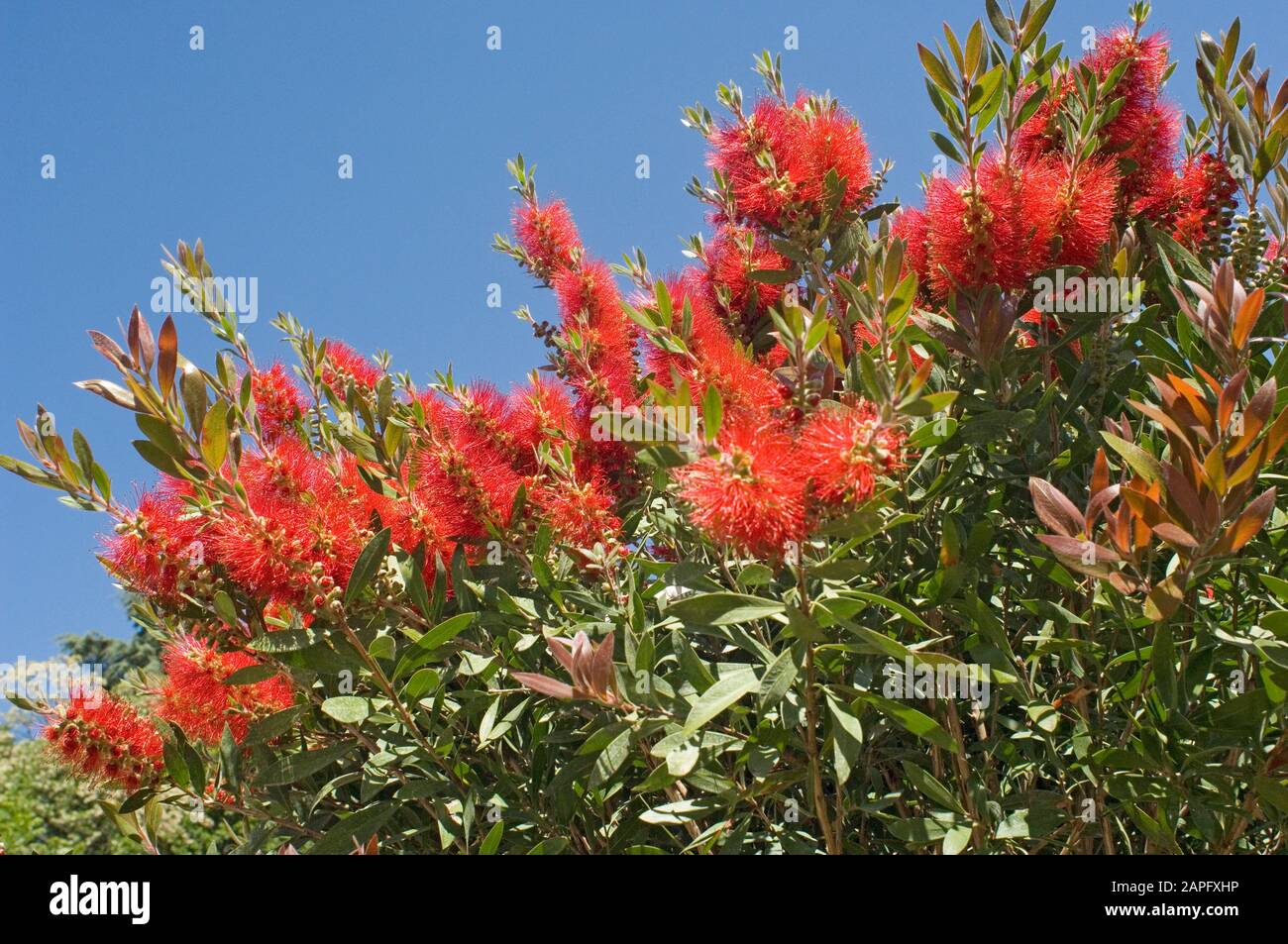 Bottlebrush (Callistemon sp) in bloom Stock Photo - Alamy