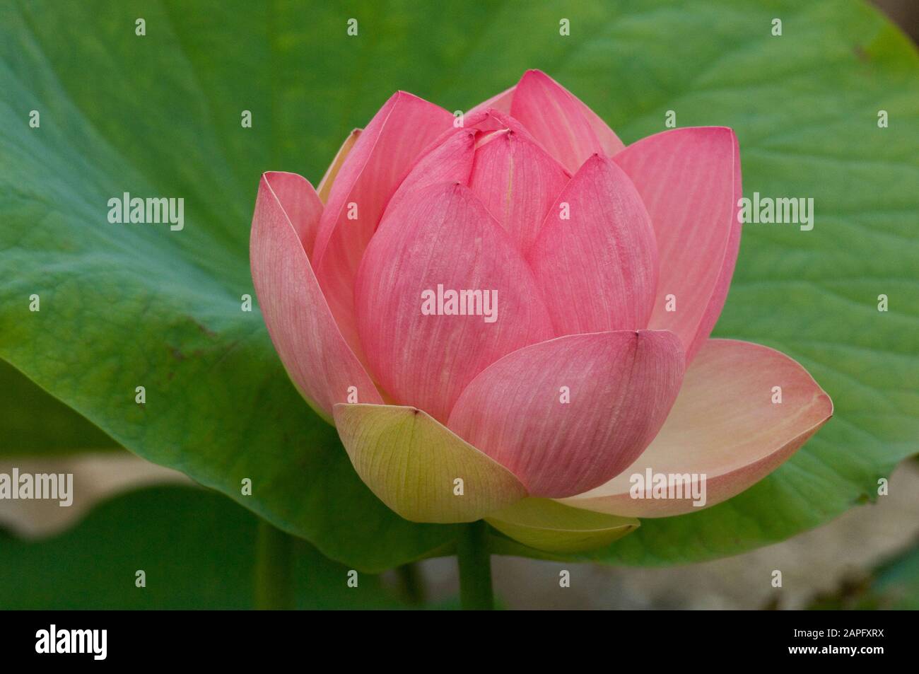 Sacred lotus (Nelumbo nucifera) 'Mrs Perry D.Slocum', pink flower Stock ...